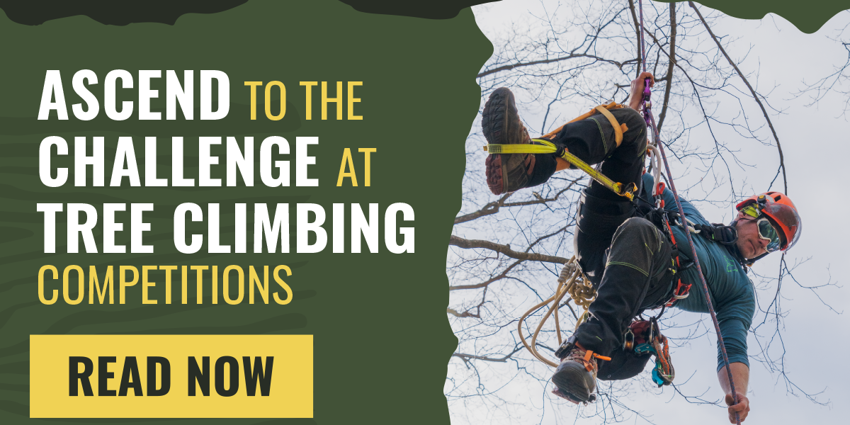 Tree Climbing Competitions: A Showcase of Skill, Precision, & Passion ...