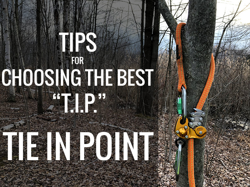Choosing Your Tie-In Point for Tree Climbing — Bartlett Arborist Supply